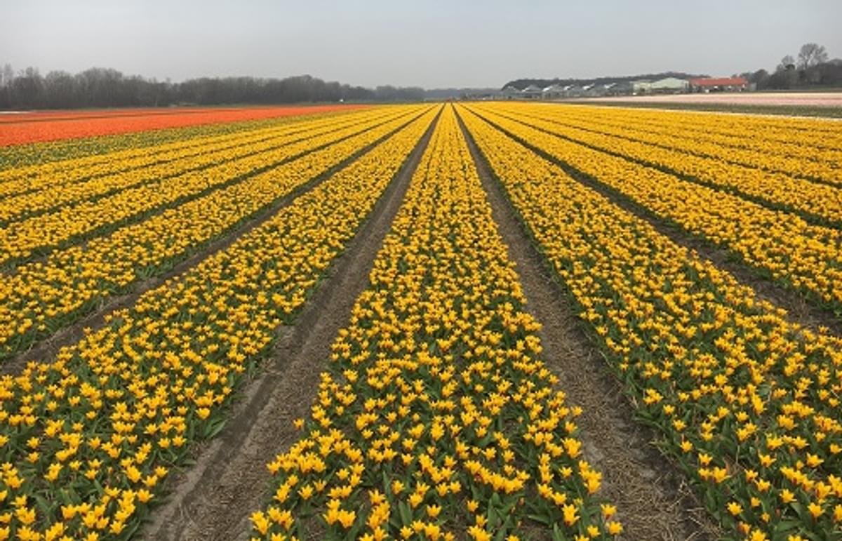 Dutch IT Channel - Royal FloraHolland kiest voor TrackOnline Dutch IT Channel - Royal FloraHolland kiest voor TrackOnline